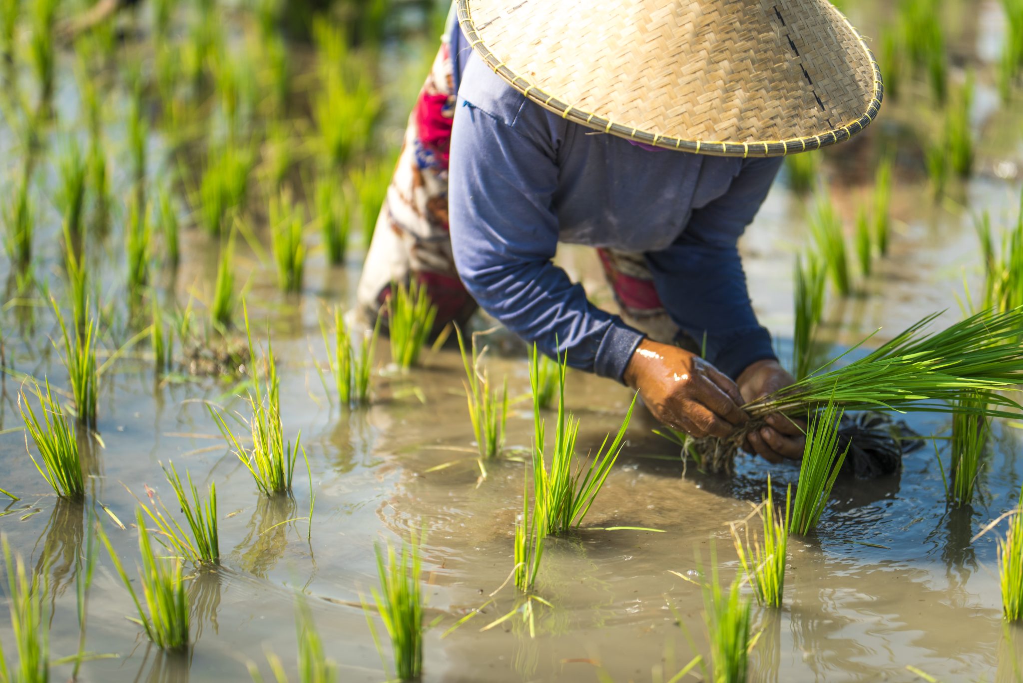 Thai Rice Premium Exports
